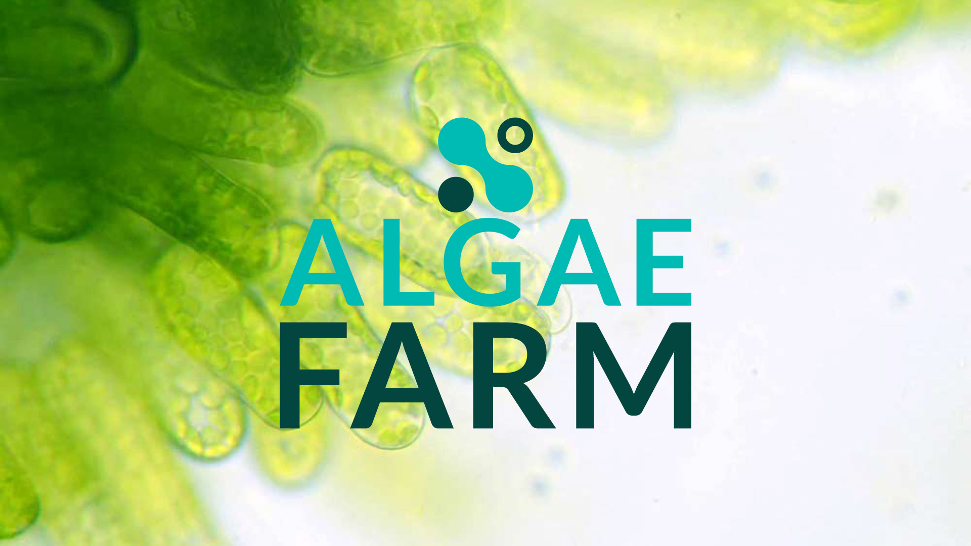 AlgaeFarm is born - AquaFarm Pordenone